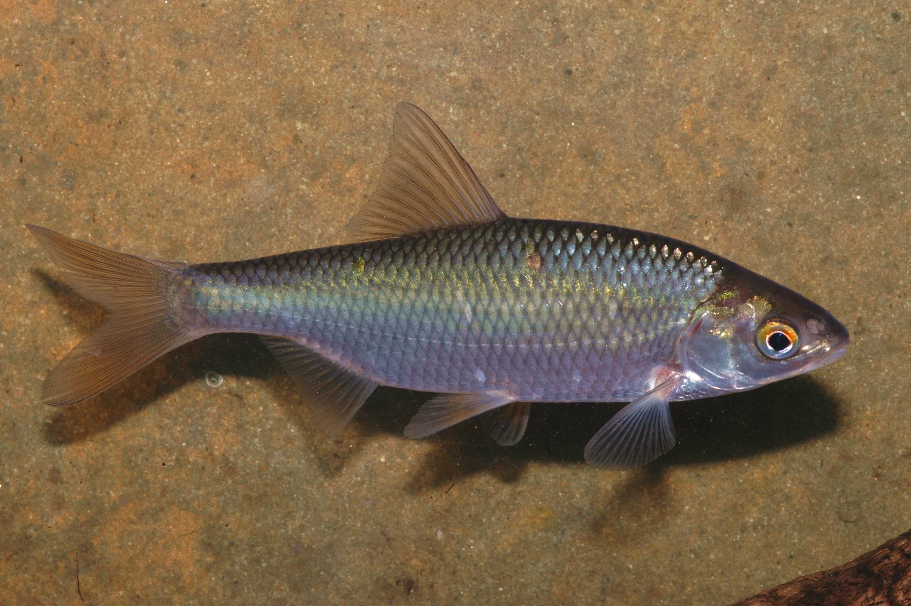 Crucian carp - Carassius carassius