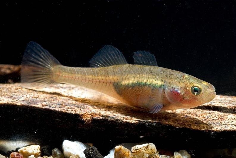 Boofhead carp Gudgeon - Hypseleotris bucephala