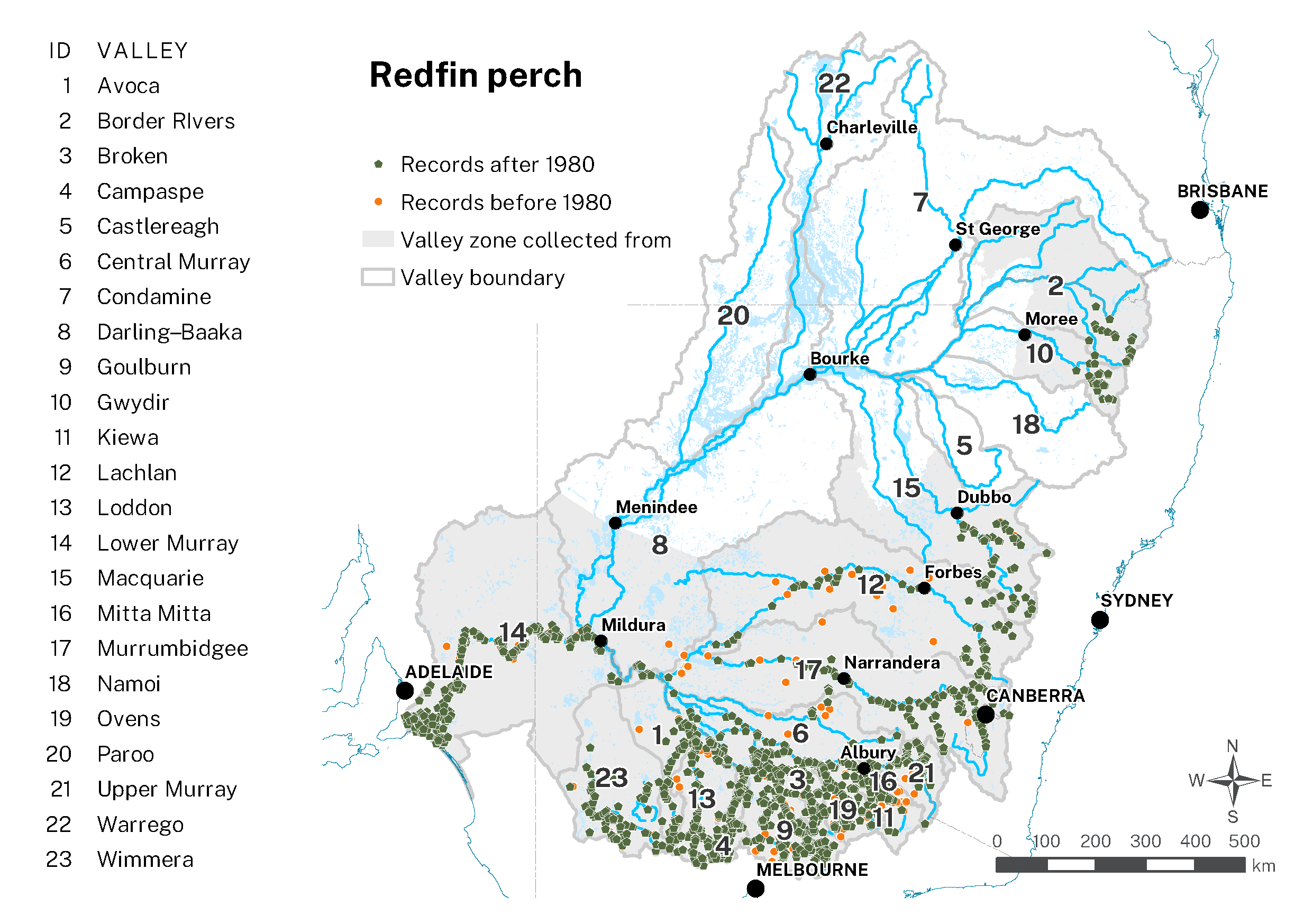 Redfin perch - Perca fluviatilis