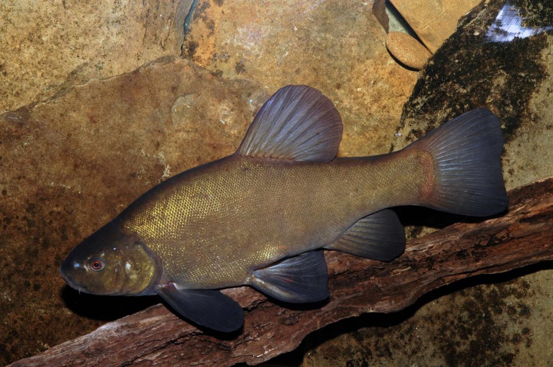 Tench - Tinca tinca