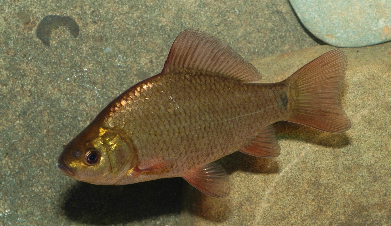 Goldfish - Carassius auratus