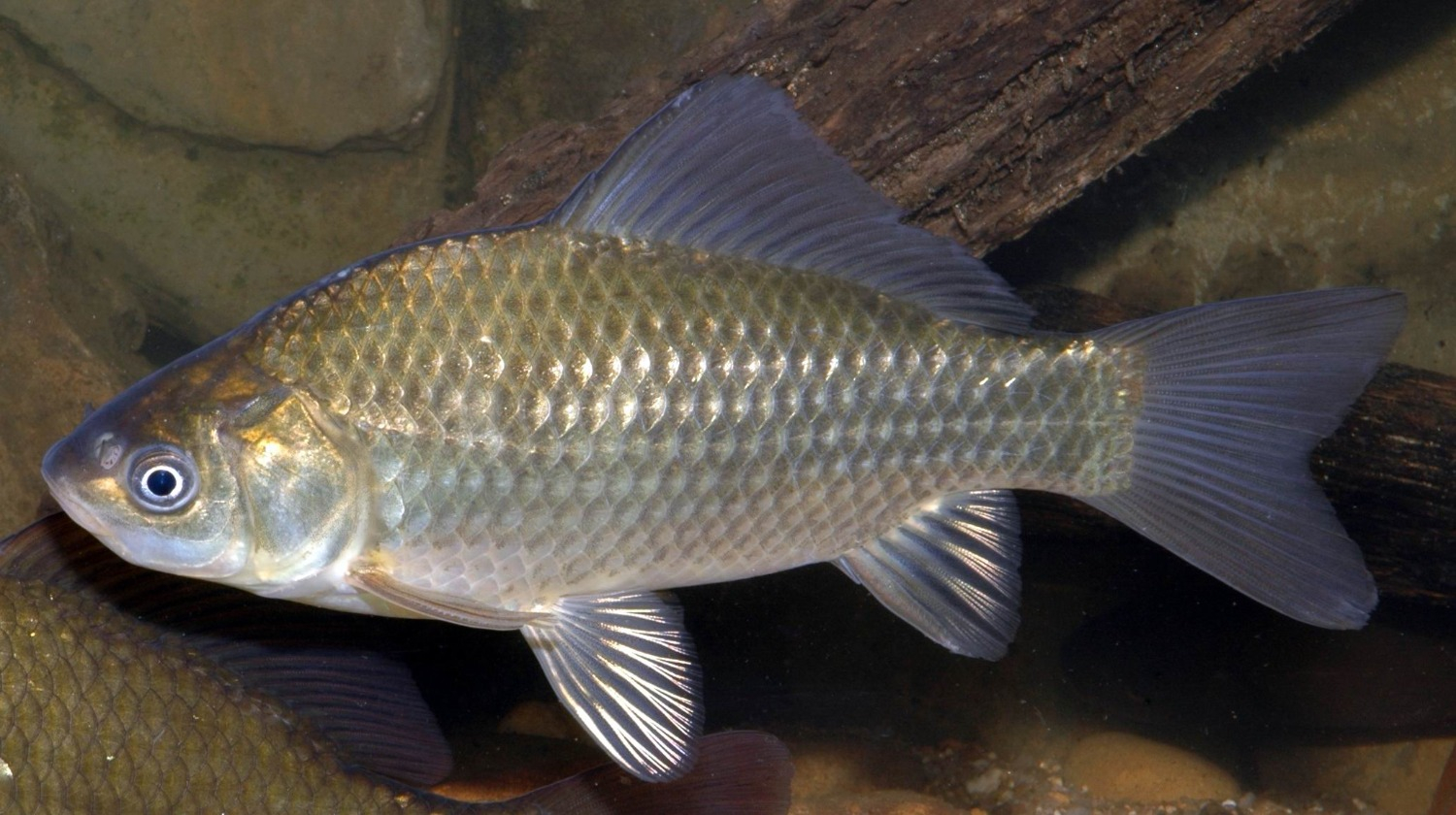 Goldfish - Carassius auratus