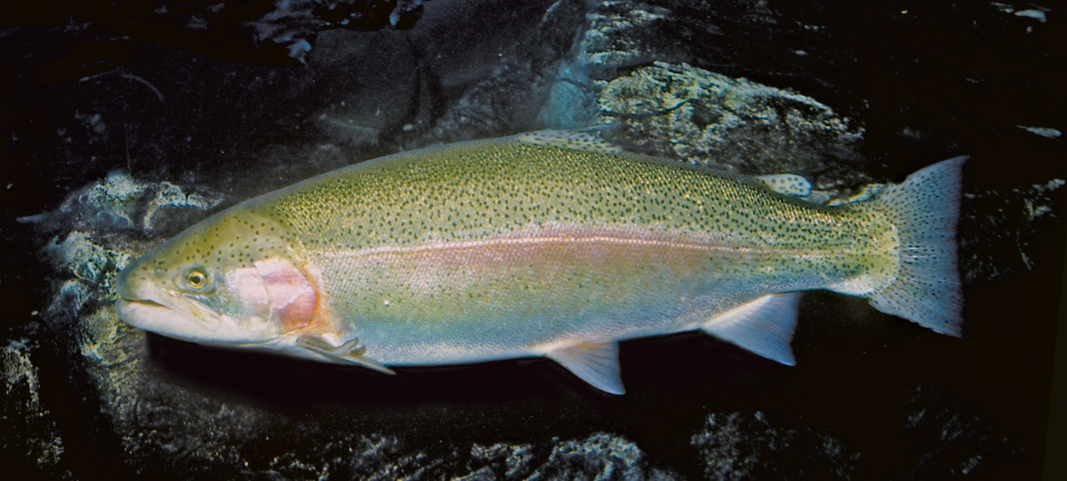 Rainbow trout - Oncorhynchus mykiss