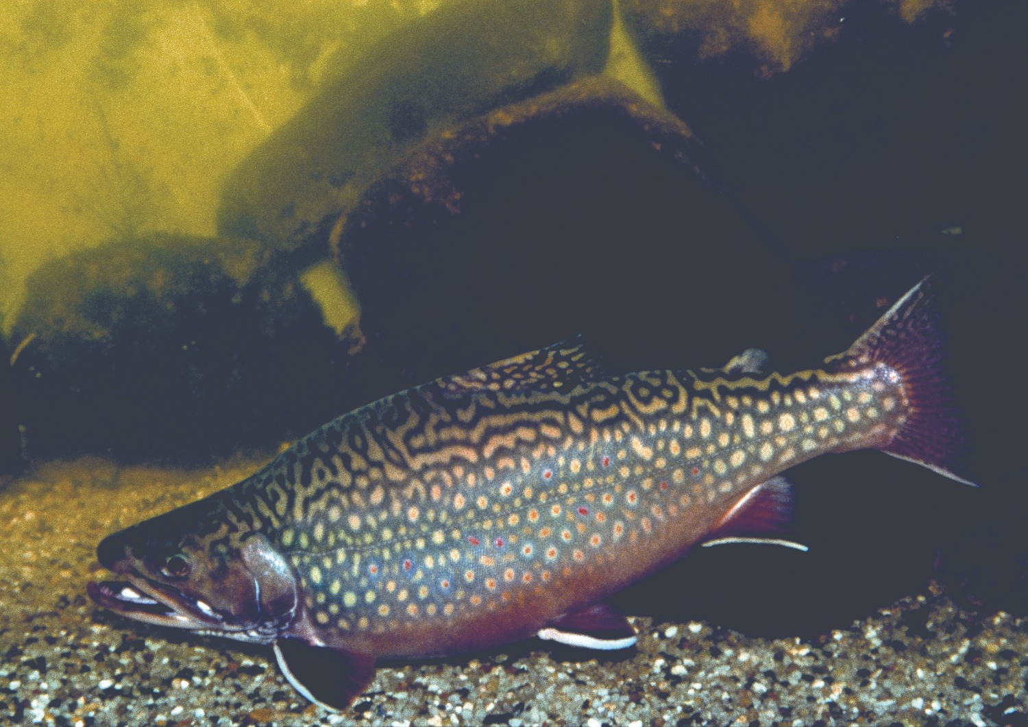 Atlantic salmon - Salmo salar
