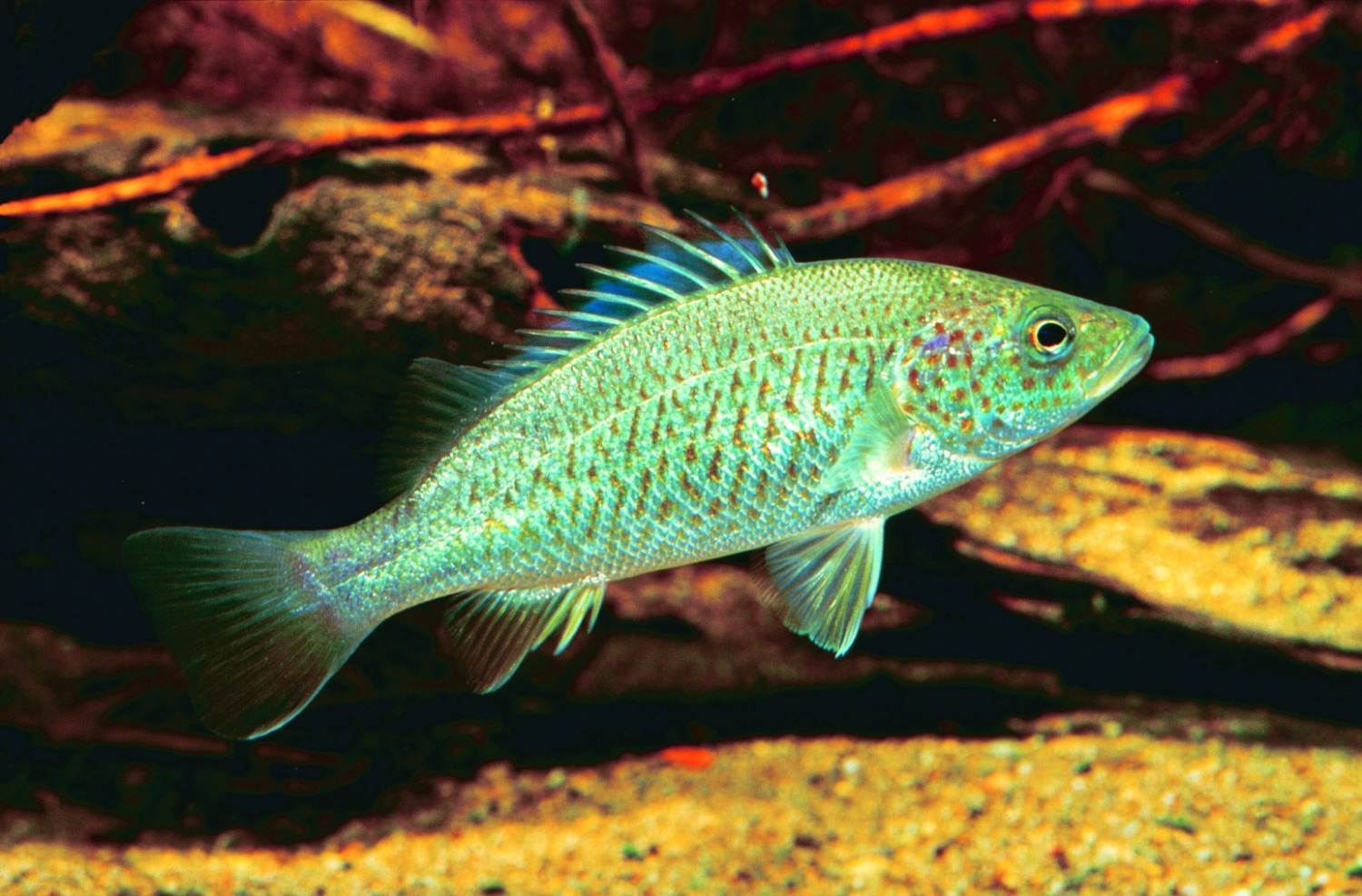 Silver perch - Bidyanus bidyanus