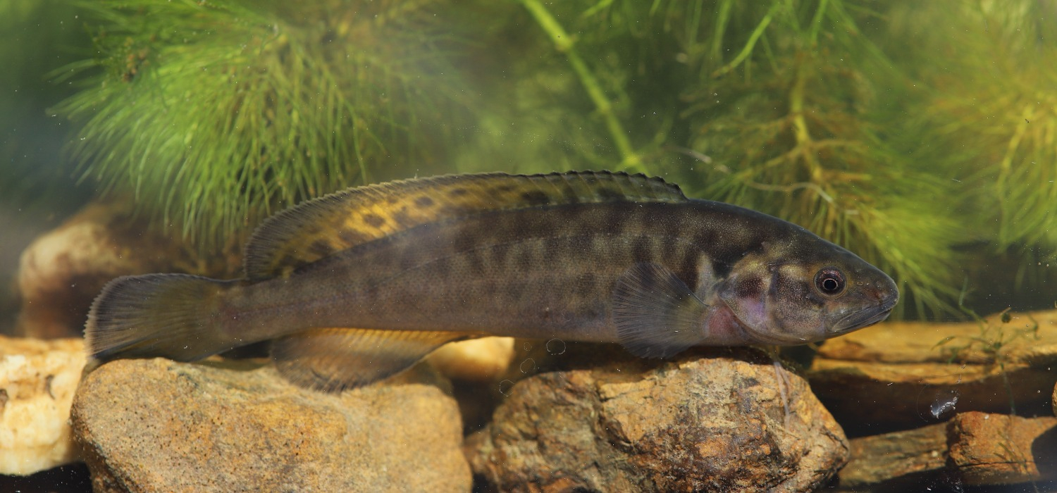Macquarie perch - Macquaria australasica