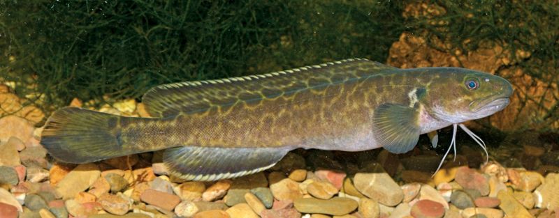 Two-spined blackfish - Gadopsis bispinosa (previously G. bispinosus)