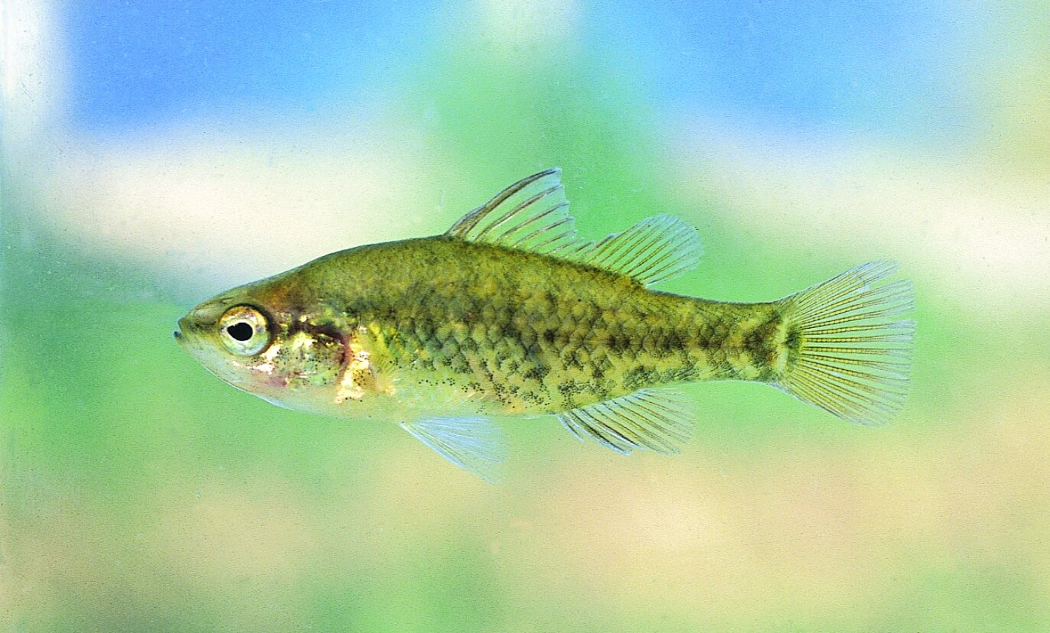 Golden perch - Macquaria ambigua ambigua