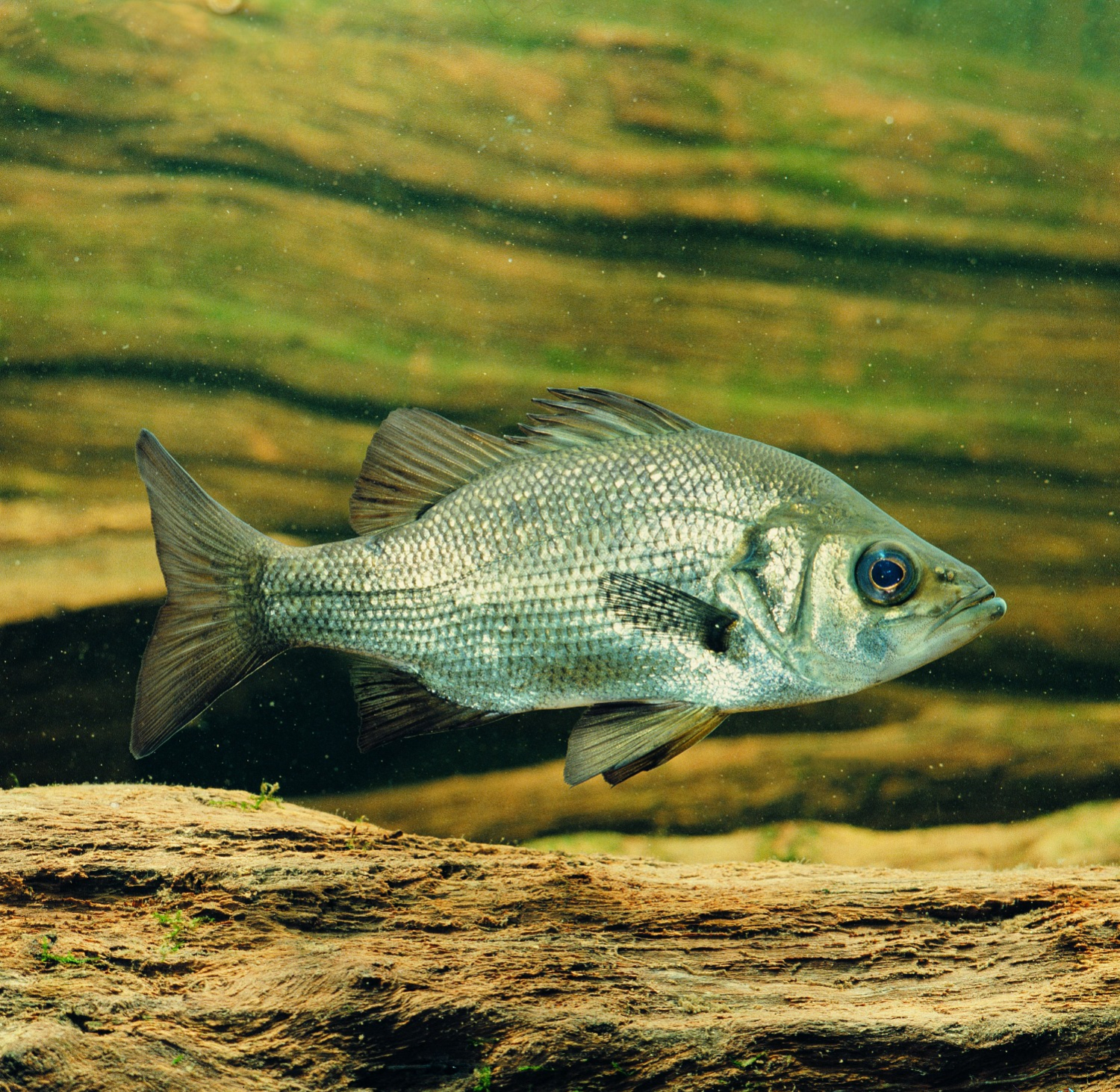 Golden perch - Macquaria ambigua ambigua
