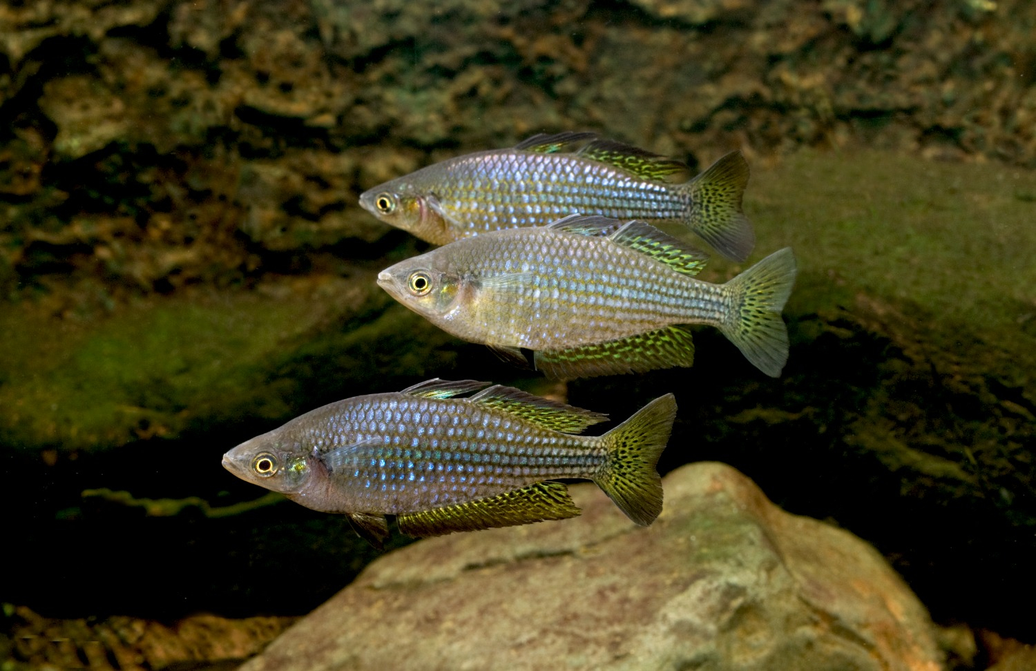 Murray-Darling rainbowfish - Melanotaenia fluviatilis