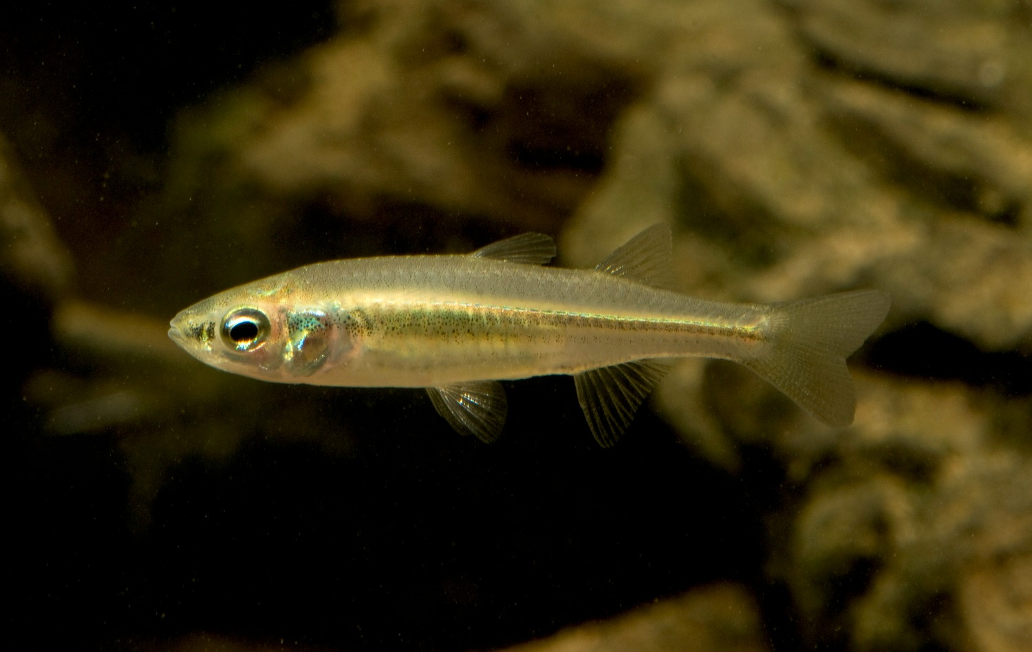 Small-mouthed hardyhead - Atherinosoma microstoma