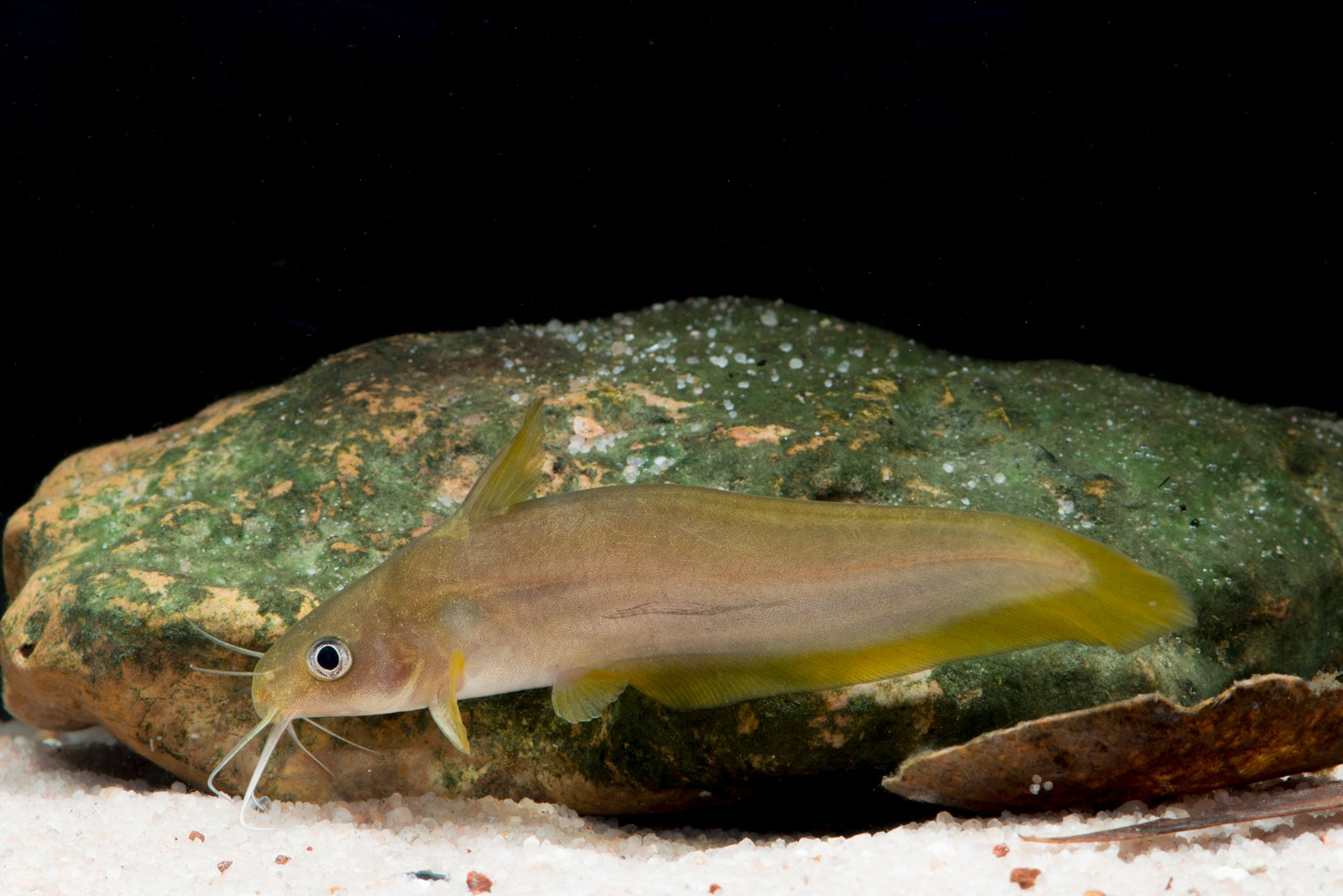Freshwater catfish - Tandanus tandanus