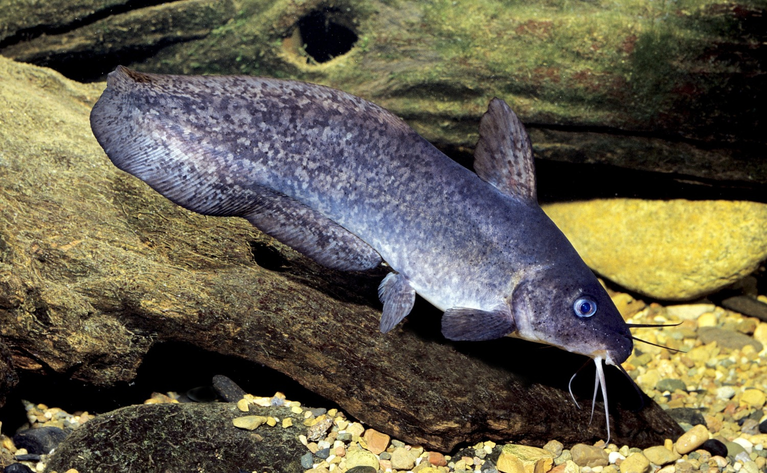 Freshwater catfish - Tandanus tandanus