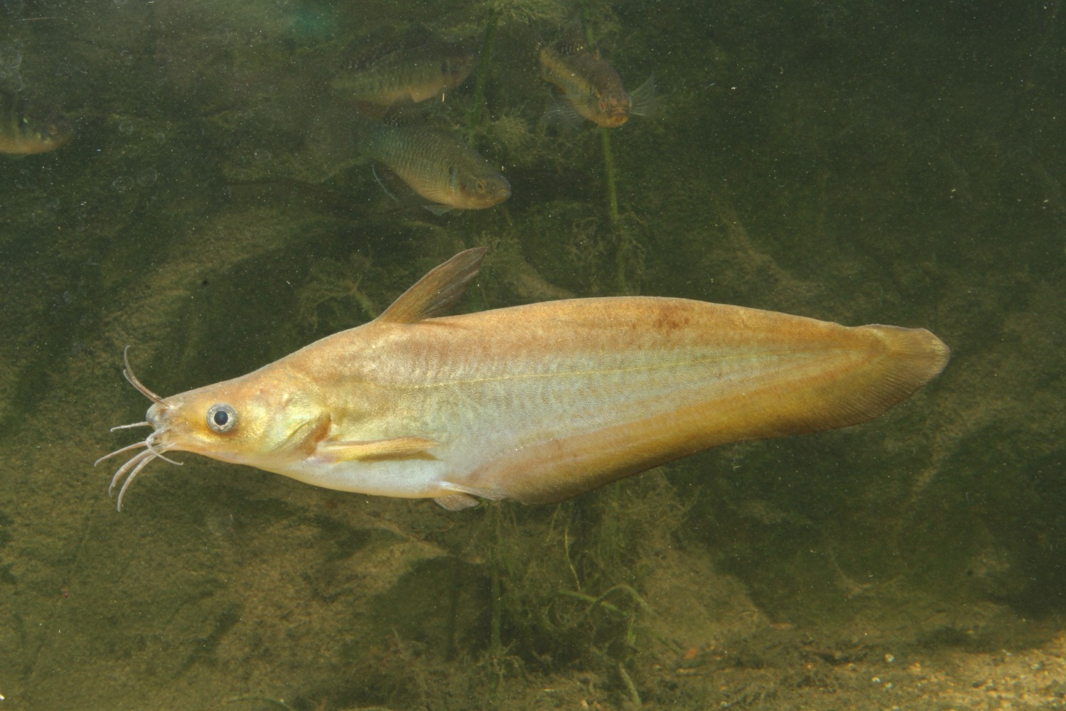 Freshwater catfish - Tandanus tandanus