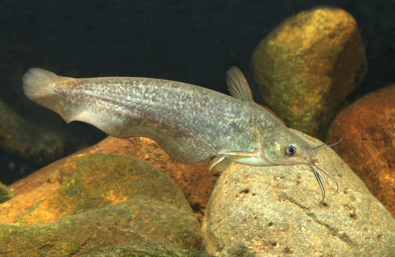 Freshwater catfish - Tandanus tandanus