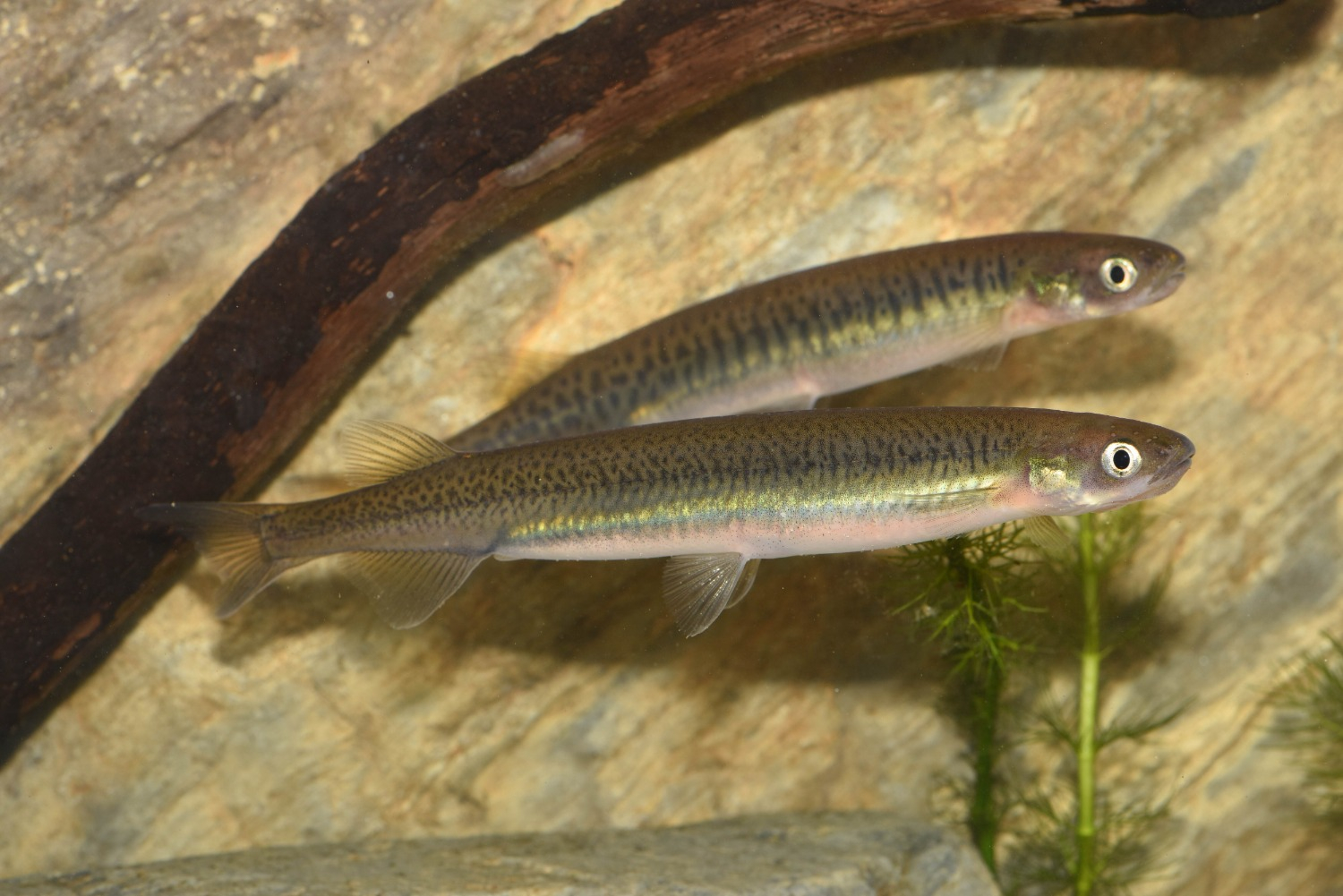 Common galaxias - Galaxias maculatus