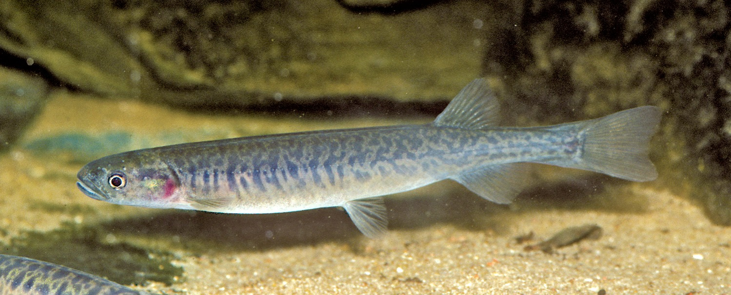 Common galaxias - Galaxias maculatus