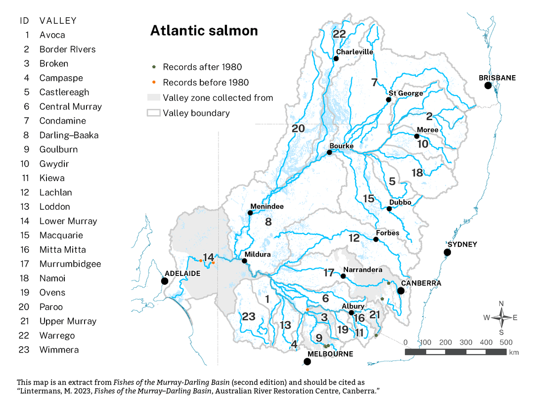Atlantic salmon - Salmo salar
