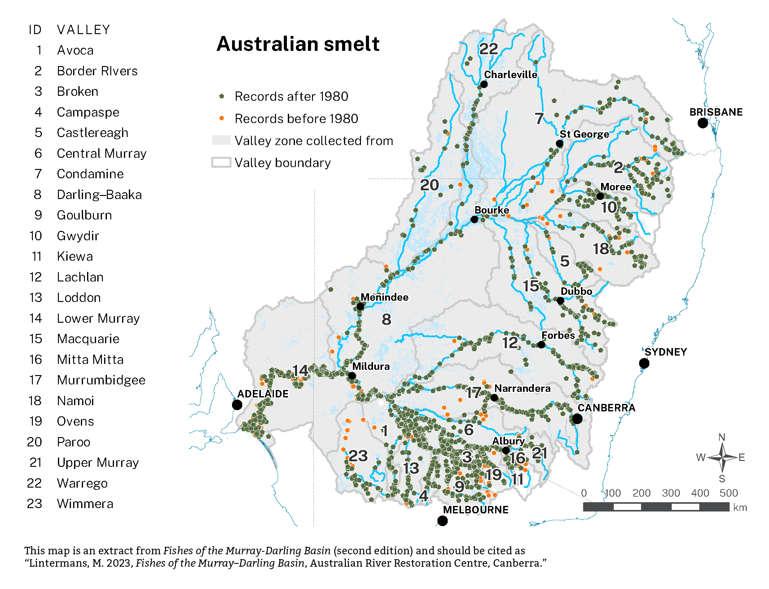Australian smelt - Retropinna semoni