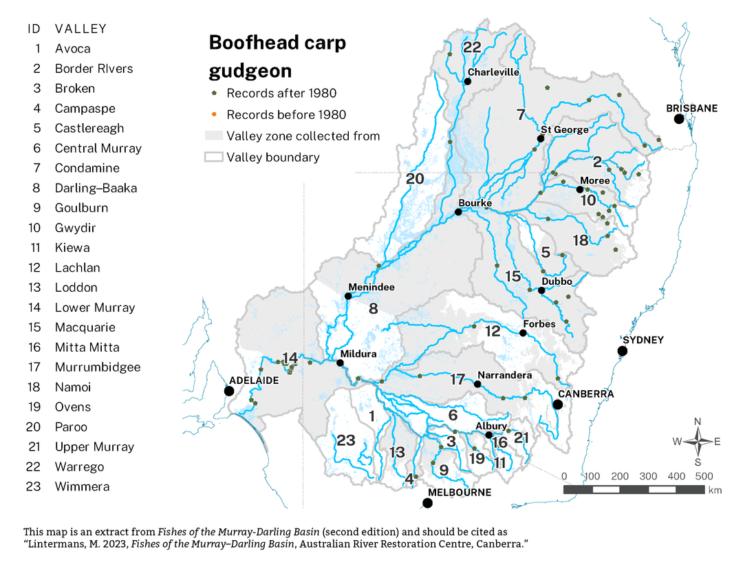 Boofhead carp Gudgeon - Hypseleotris bucephala
