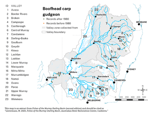 Boofhead carp Gudgeon - Hypseleotris bucephala