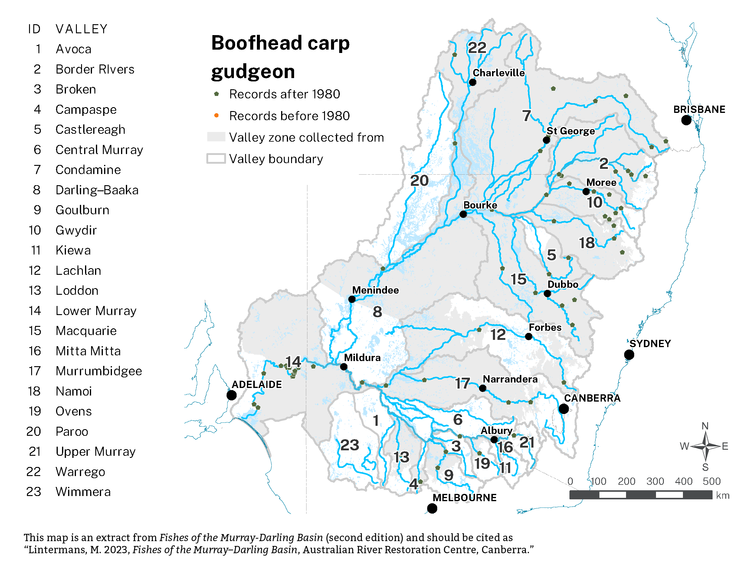 Boofhead carp Gudgeon - Hypseleotris bucephala