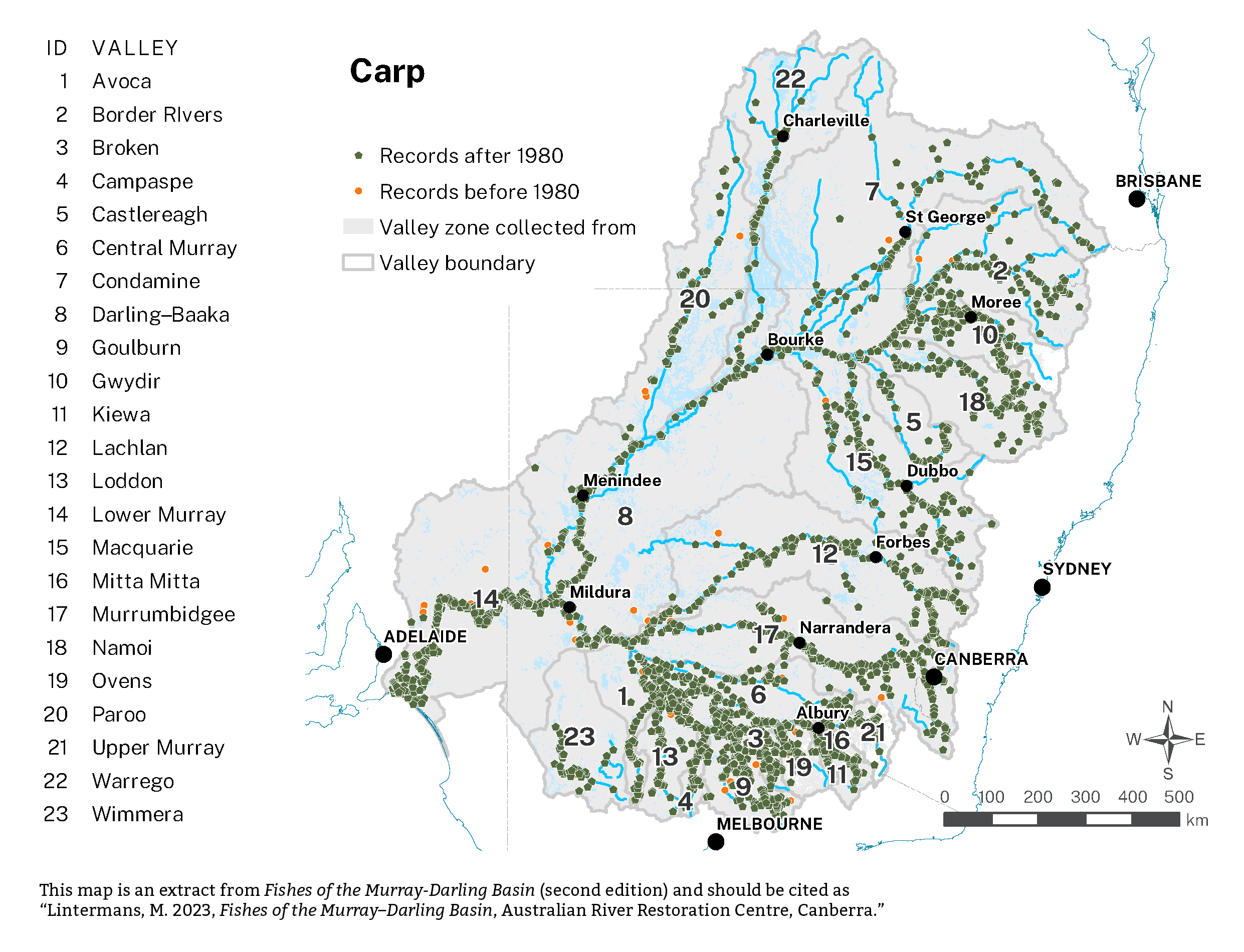 Carp - Cyprinus carpio