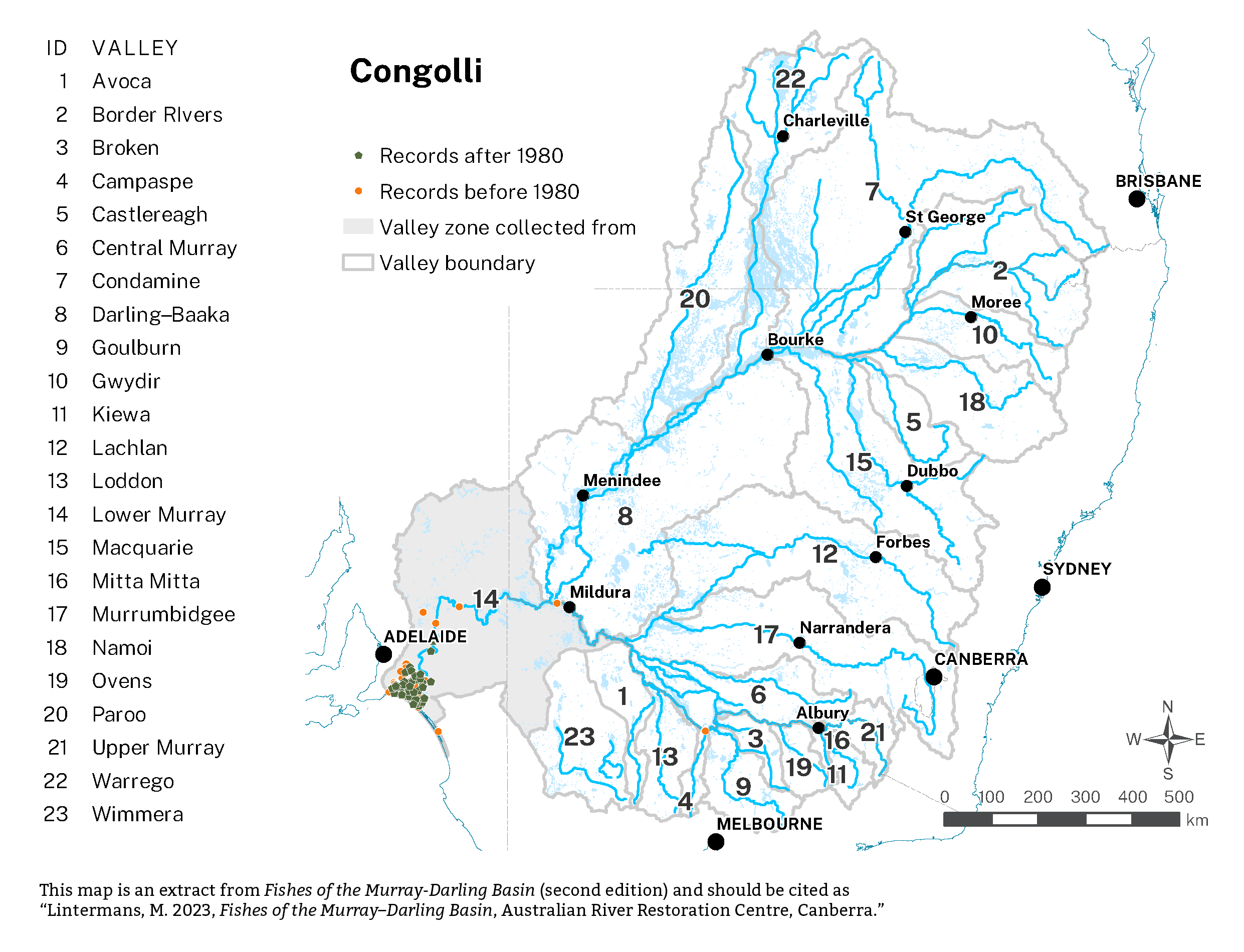Congolli - Pseudaphritis urvillii