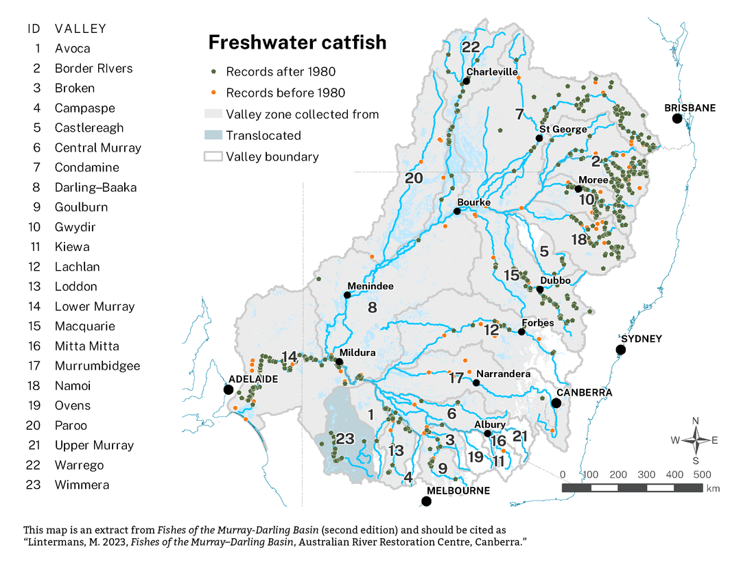 Freshwater catfish - Tandanus tandanus