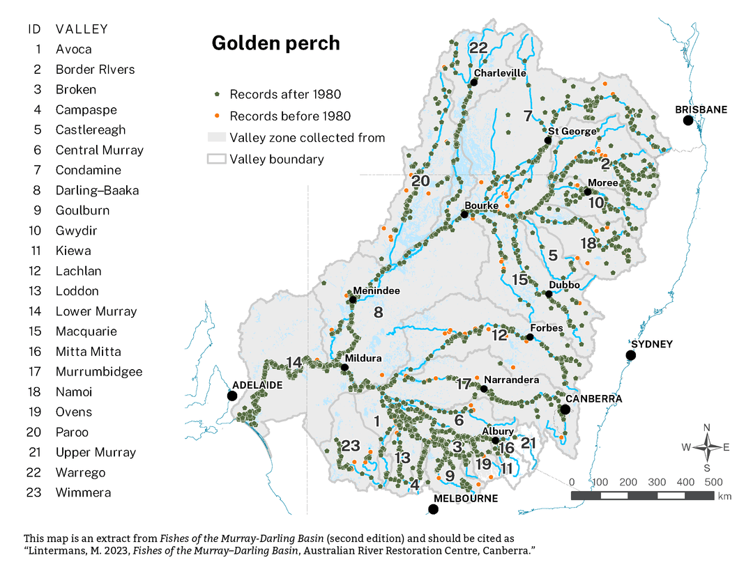 Golden perch - Macquaria ambigua ambigua