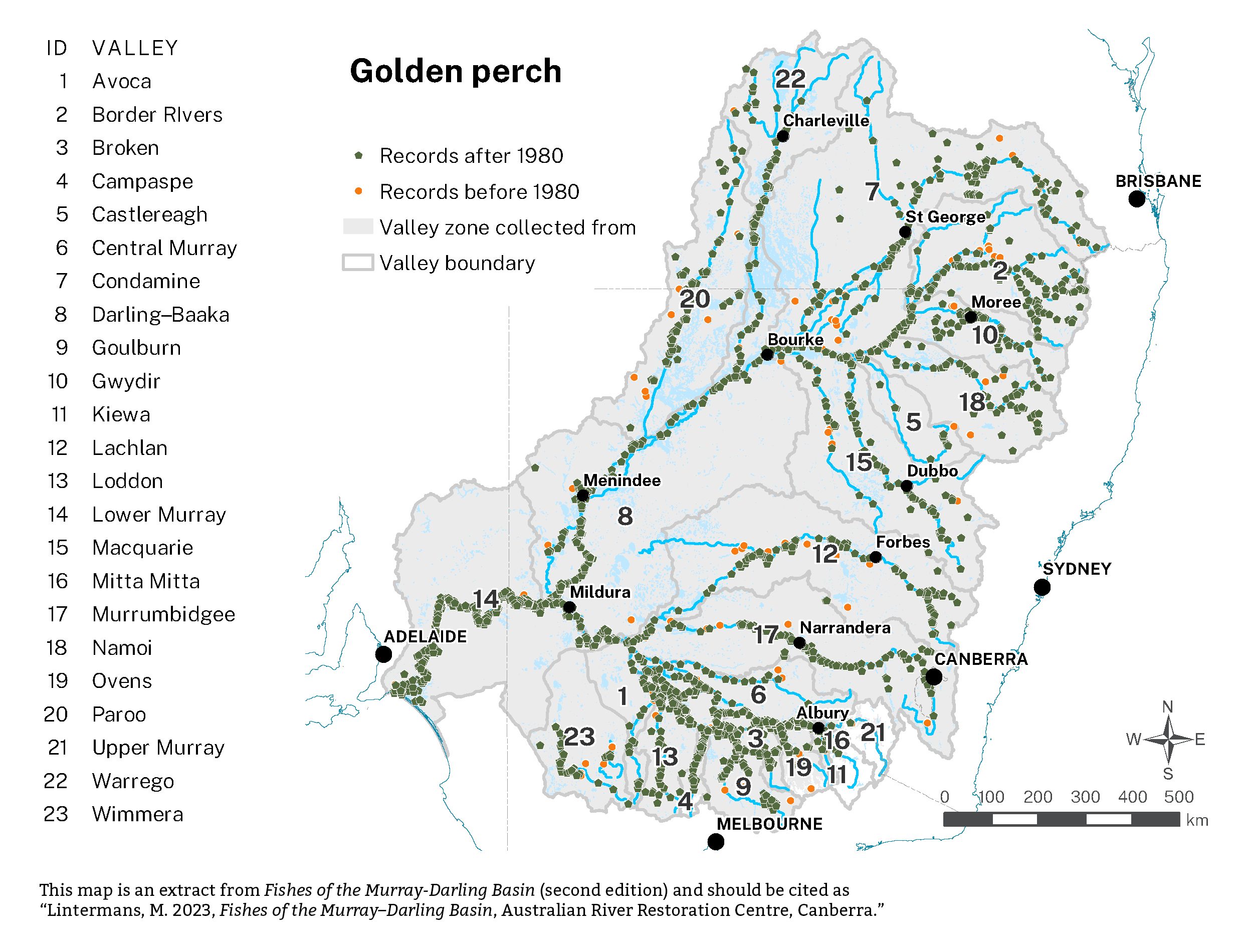 Golden perch - Macquaria ambigua ambigua