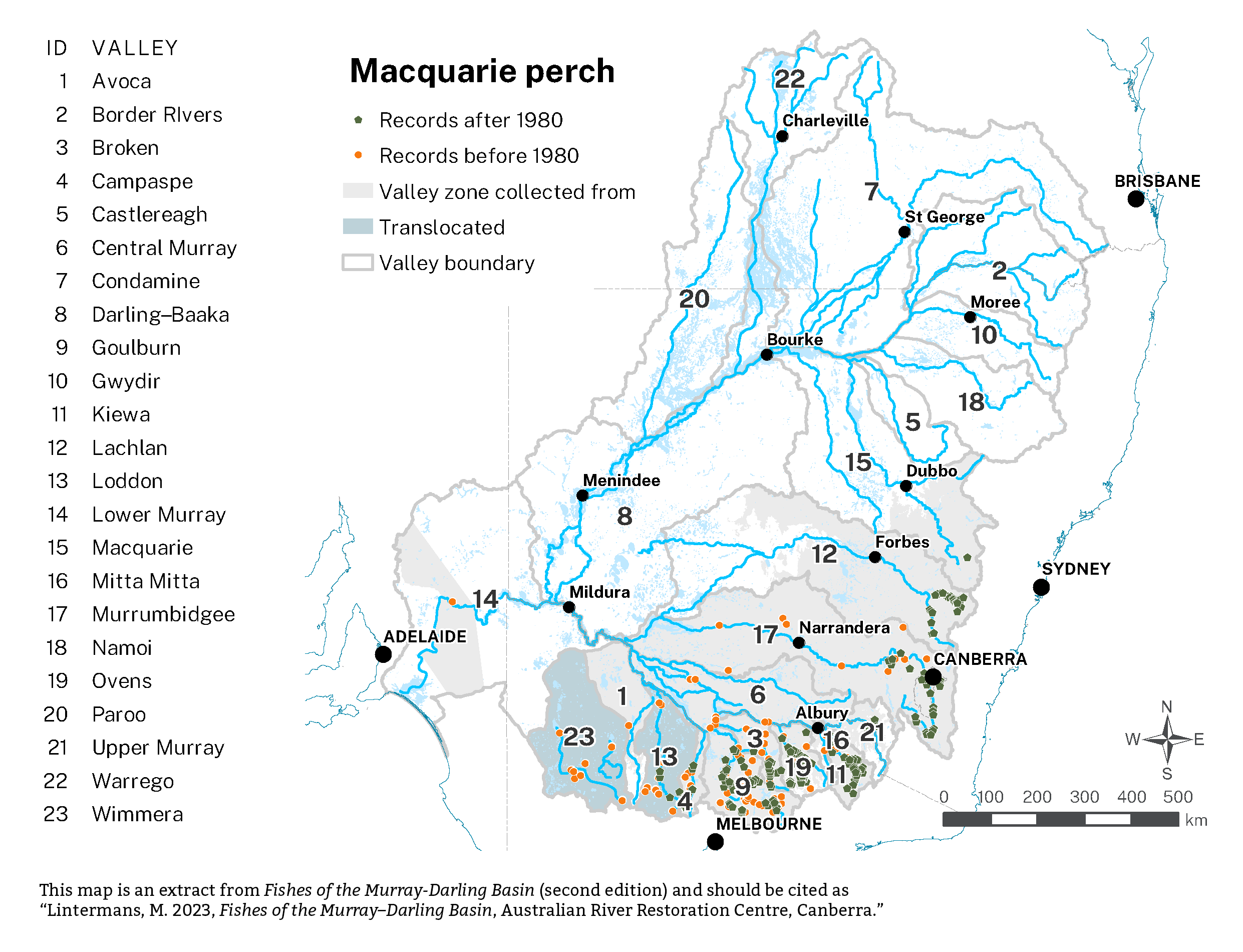 Macquarie perch - Macquaria australasica