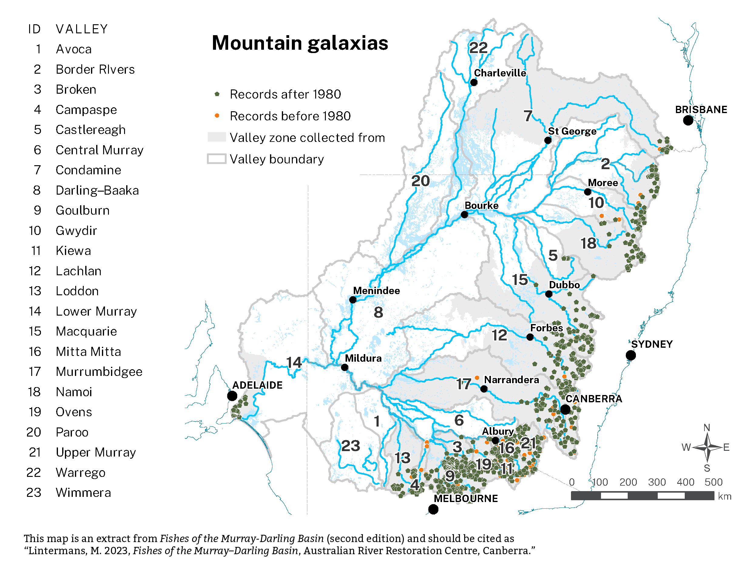 Mountain galaxias - Galaxias olidus