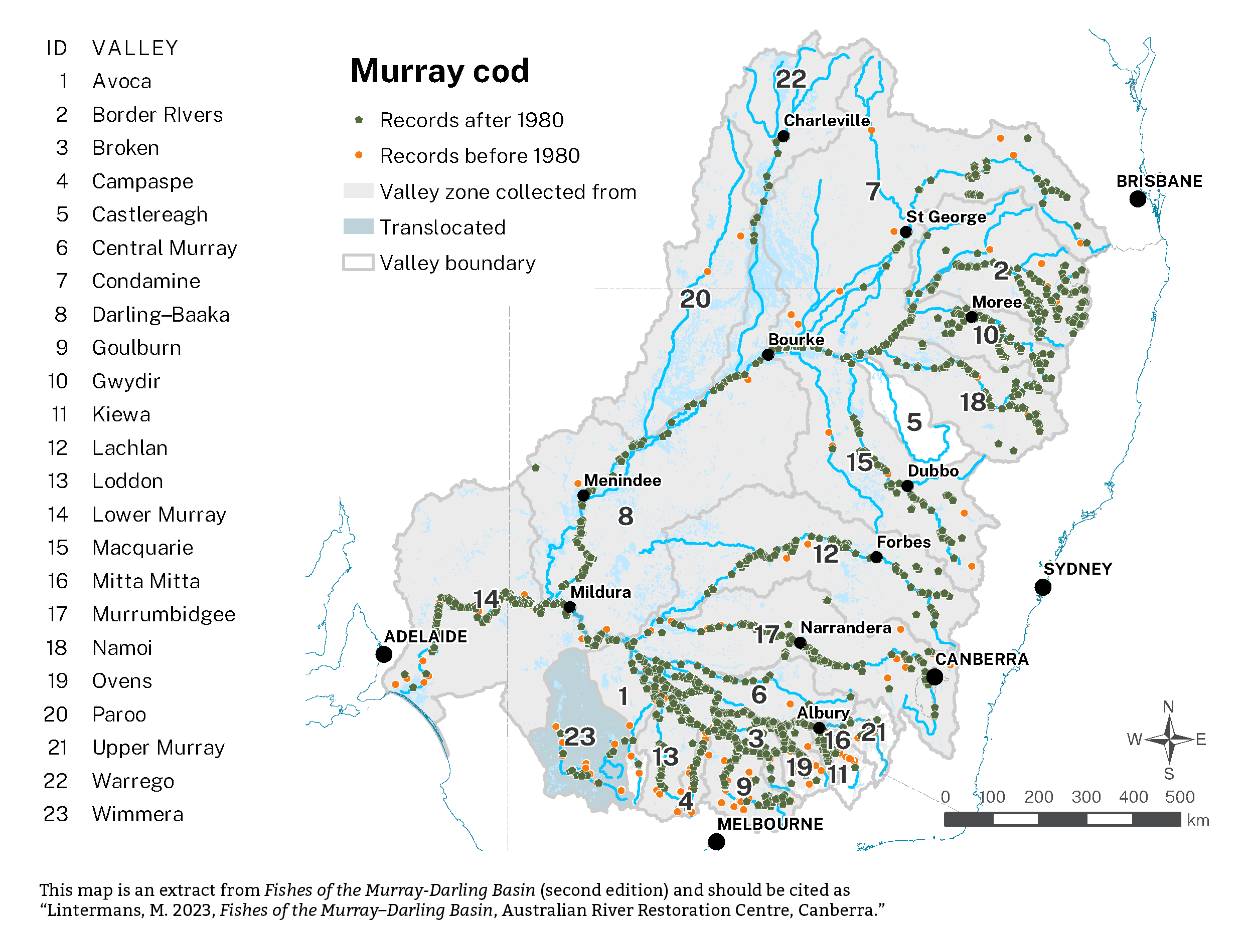 Murray cod - Maccullochella peelii
