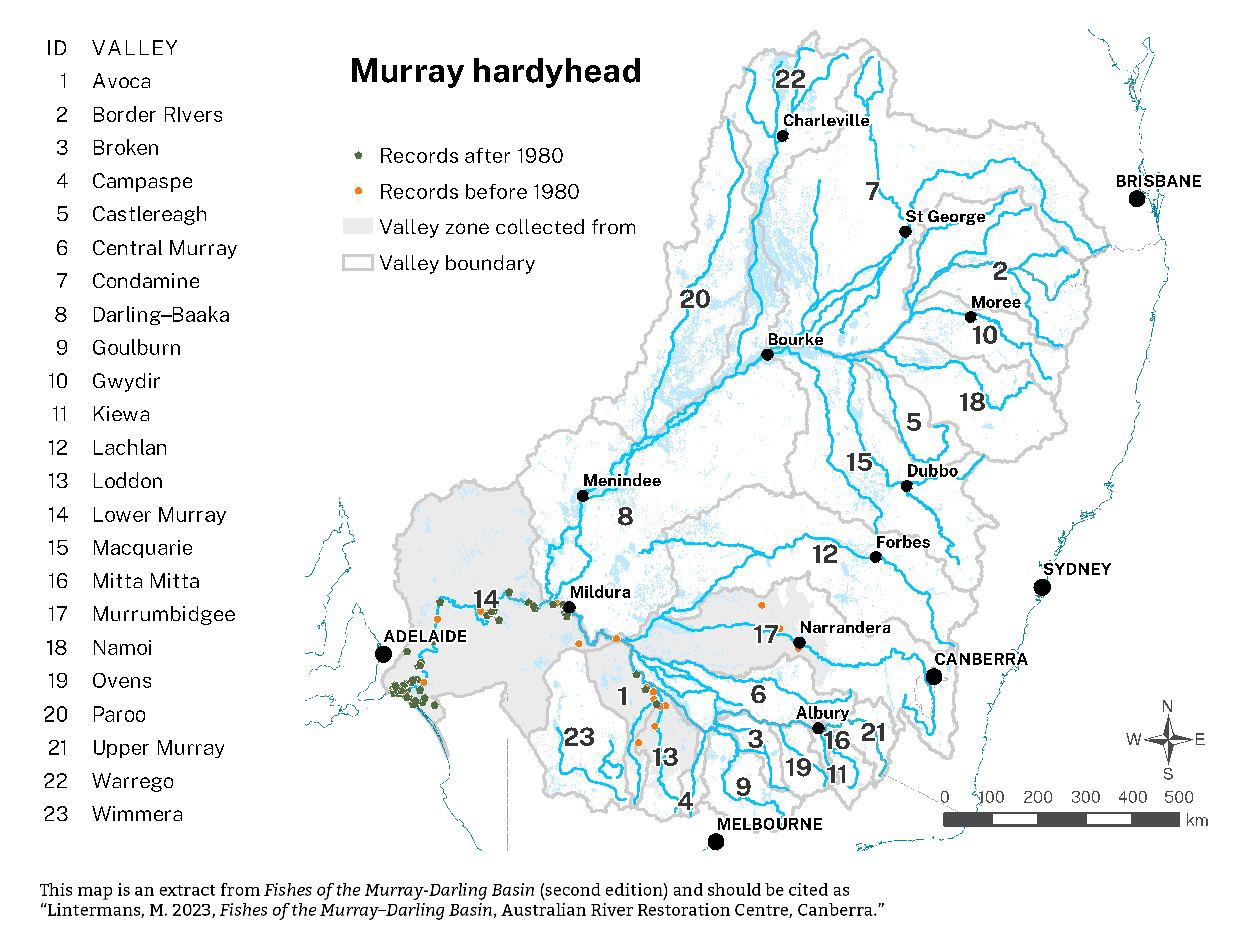 Murray hardyhead - Craterocephalus fluviatilis