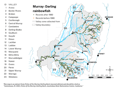 Murray-Darling rainbowfish - Melanotaenia fluviatilis