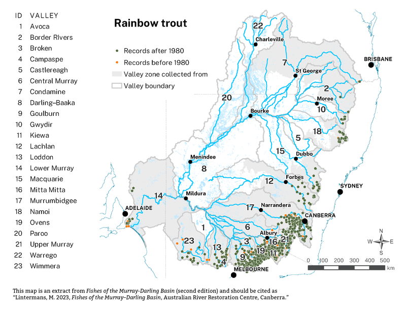 Rainbow trout - Oncorhynchus mykiss