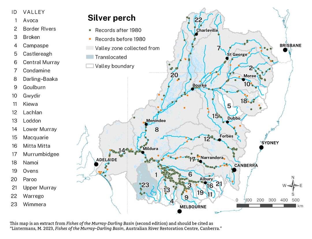 Silver perch - Bidyanus bidyanus