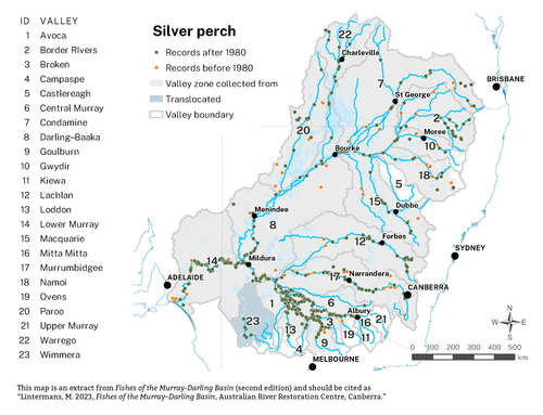 Silver perch - Bidyanus bidyanus