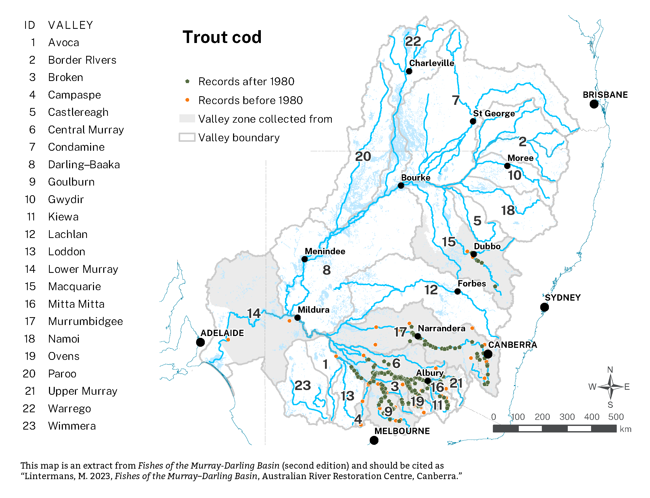 Trout cod - Maccullochella macquariensis