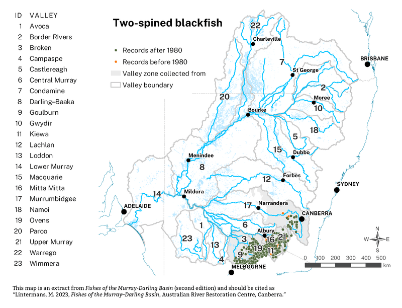 Two-spined blackfish - Gadopsis bispinosa (previously G. bispinosus)