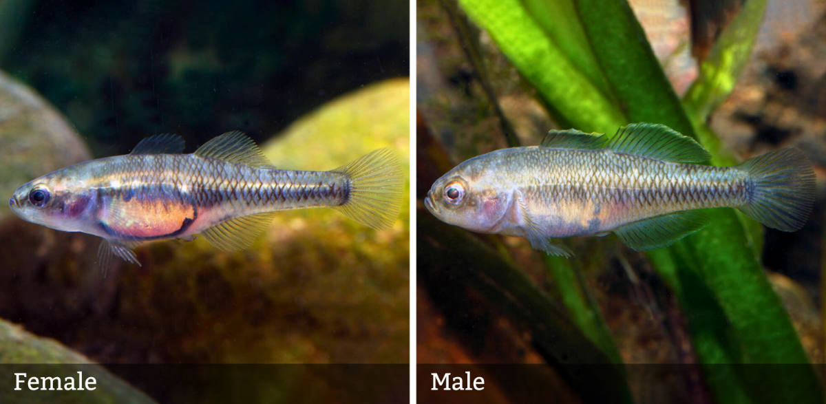 Southern purple-spotted gudgeon - Mogurnda adspersa