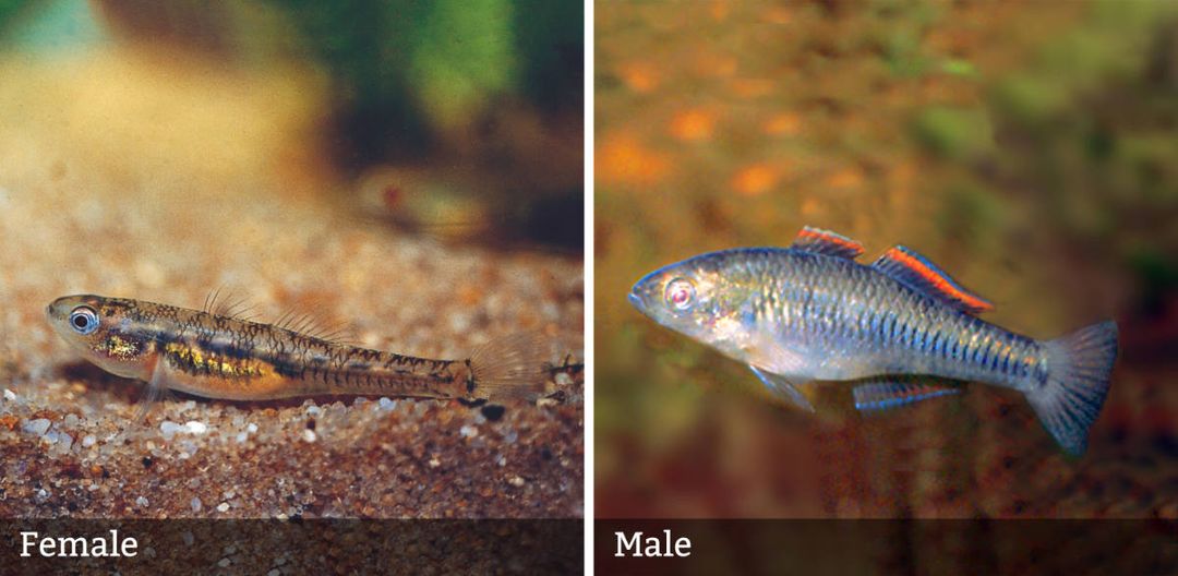 Southern purple-spotted gudgeon - Mogurnda adspersa