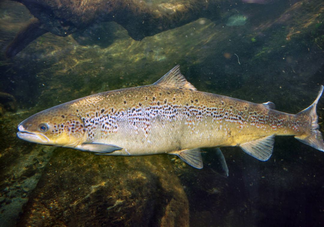 Atlantic salmon - Salmo salar