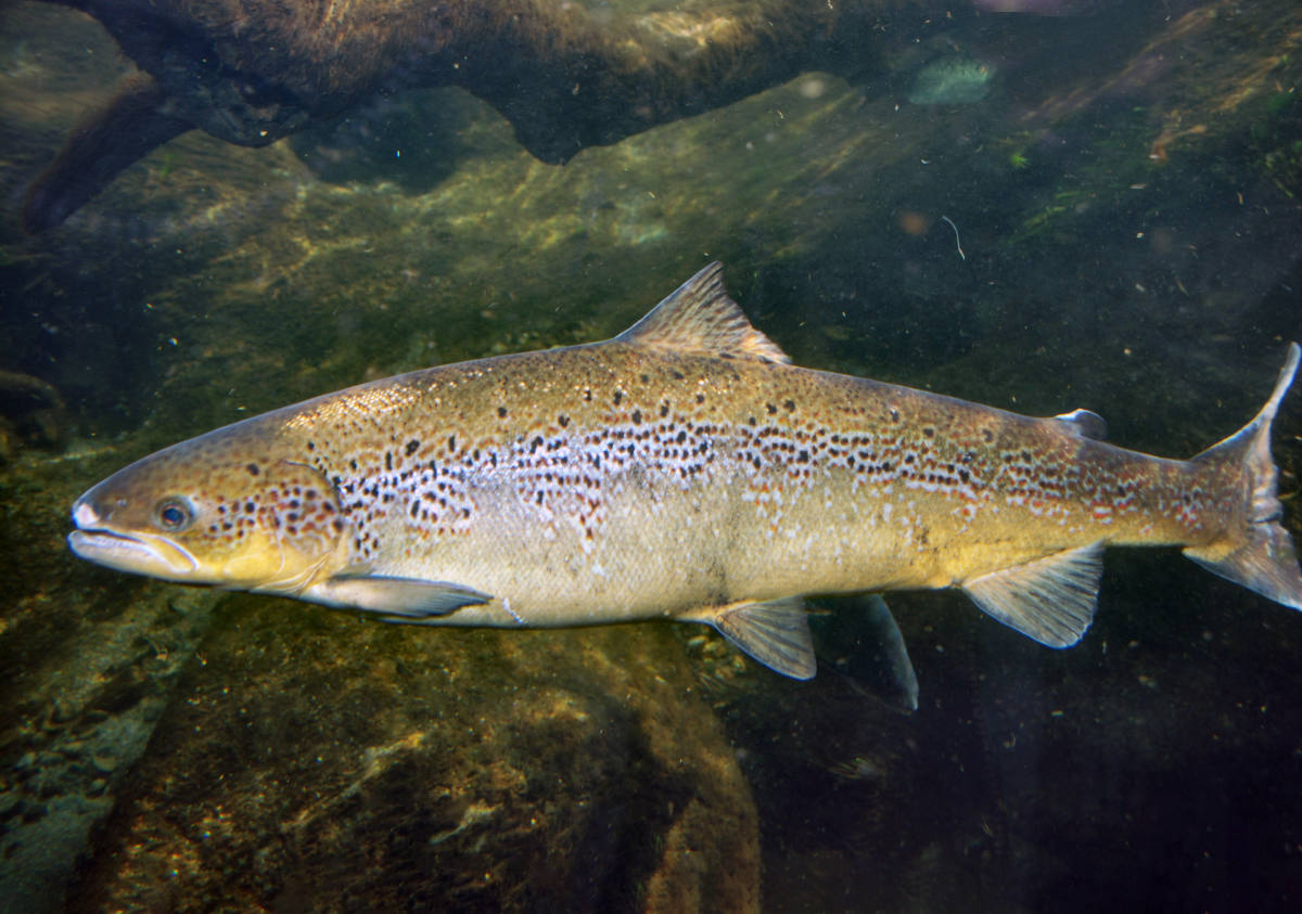 Atlantic salmon - Salmo salar
