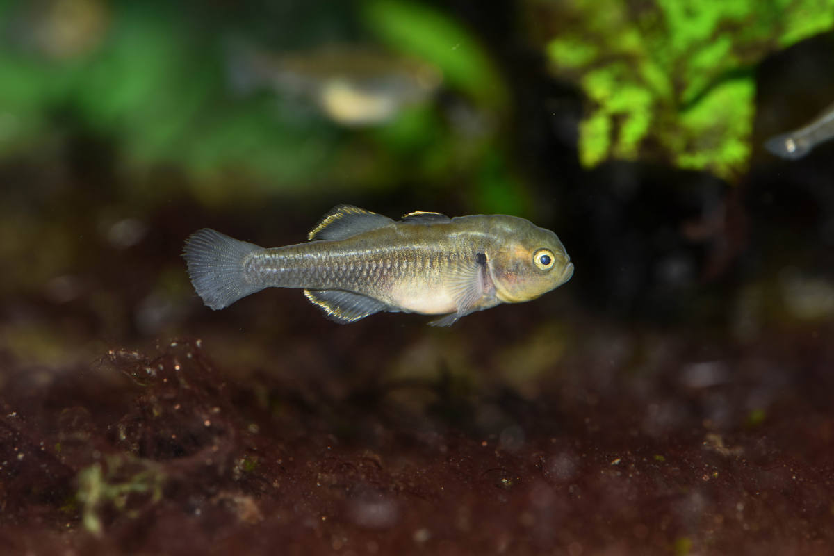 Southern purple-spotted gudgeon - Mogurnda adspersa