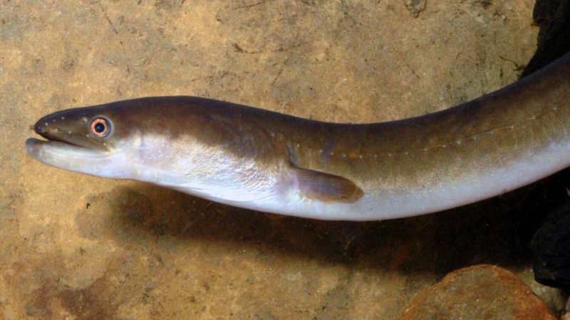 Long-finned eel - Anguilla reinhardtii