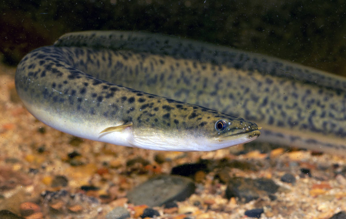 Short-finned eel - Anguilla australis