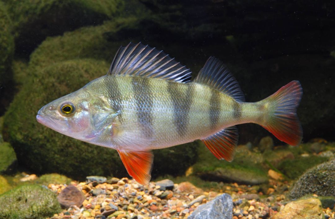 Redfin perch - Perca fluviatilis
