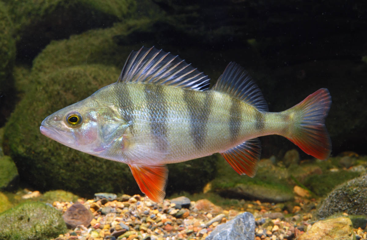 Redfin perch - Perca fluviatilis
